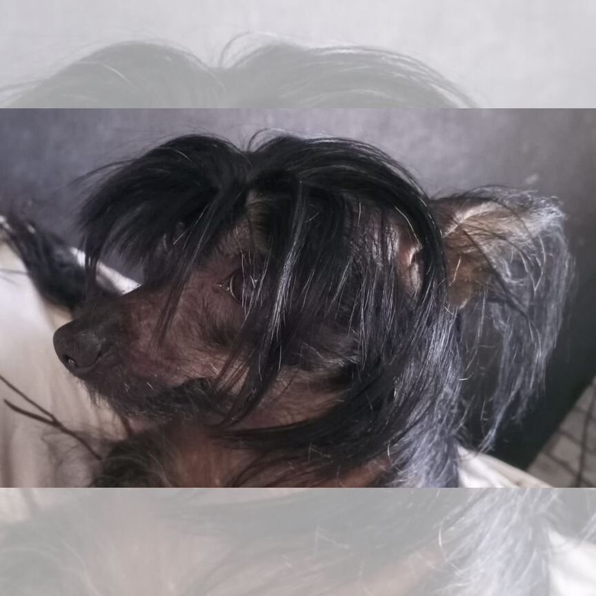 Китайская хохлатая собака щенки