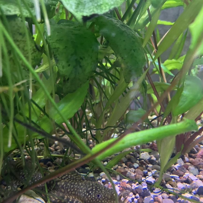 Сомы анциструс