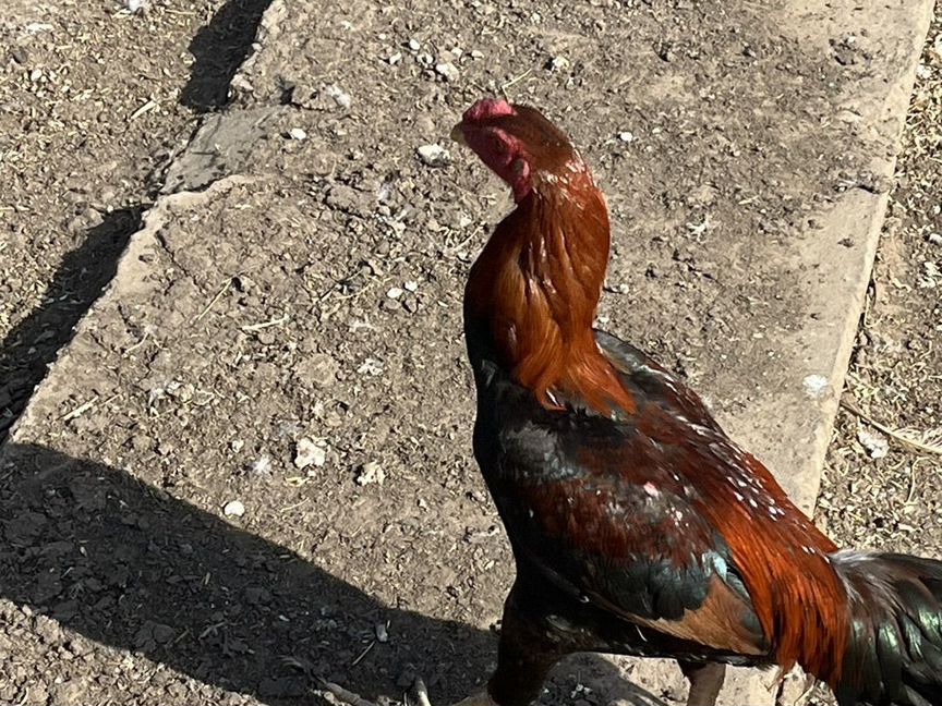 Бойцовые петушки