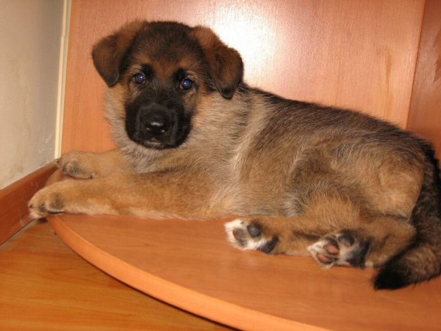 Щенок метис немецкой овчарки