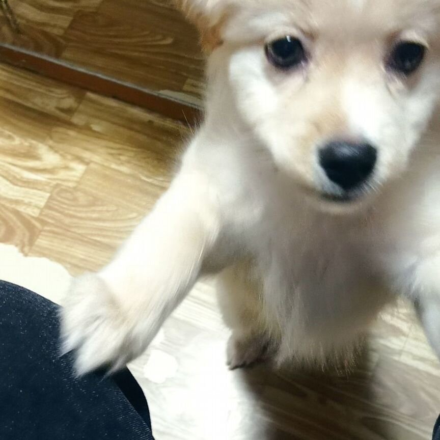 Щенок в добрые руки