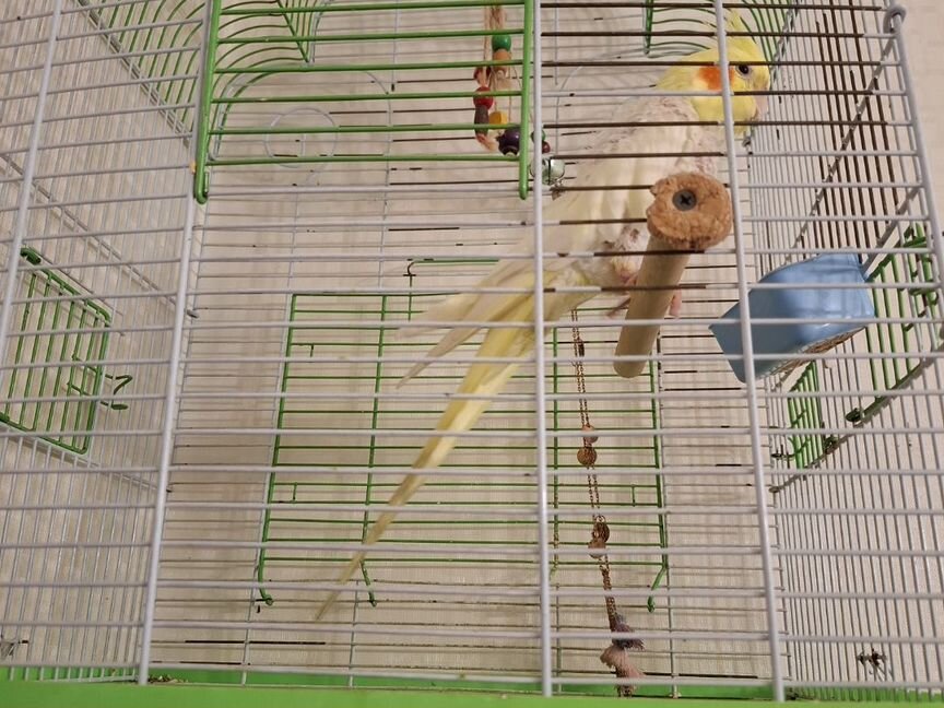 Попугай корелла с клеткой