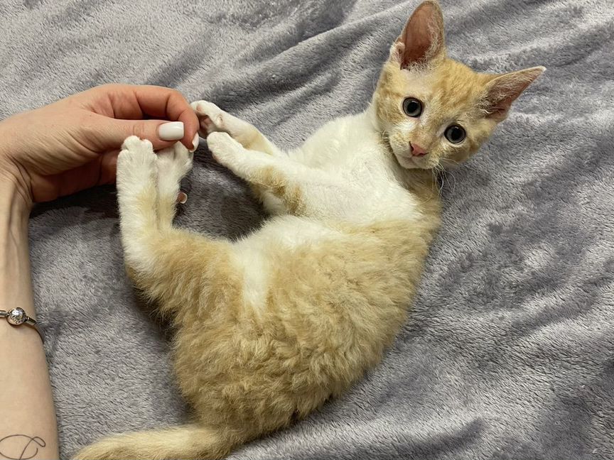 Котенок девон-рекс