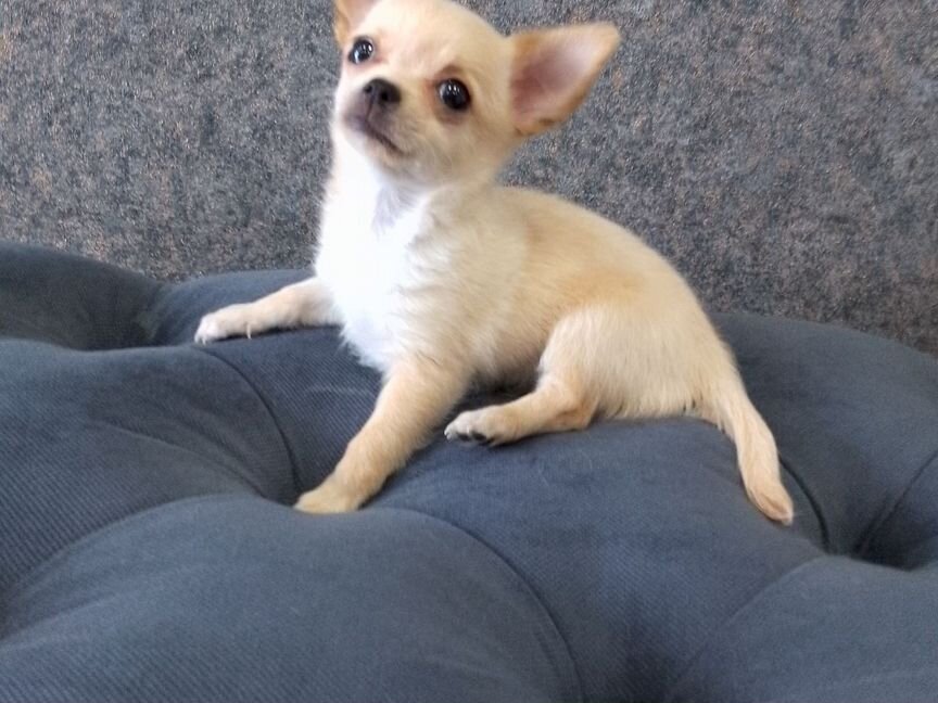 Щенки чихуахуа мини