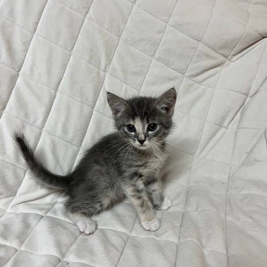 Котята девочки в добрые руки