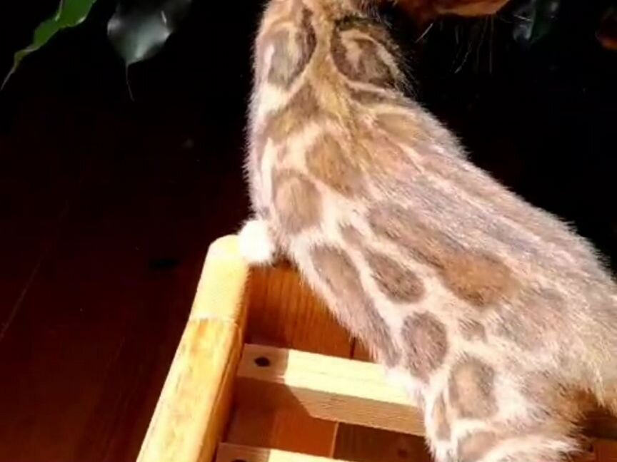 Бенгальские кошечки