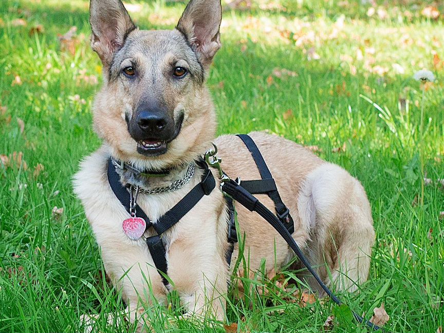 Поля, умный метис овчарки