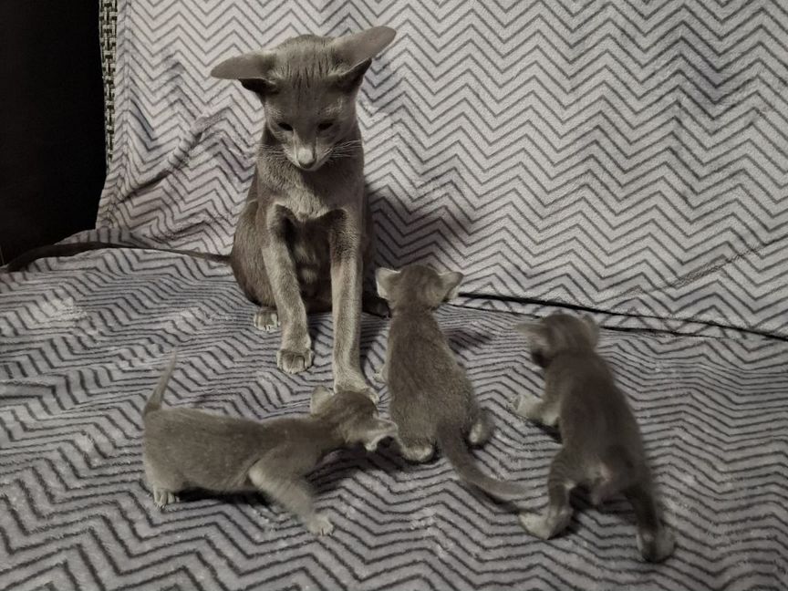 Ориентальные котята (Бронь)