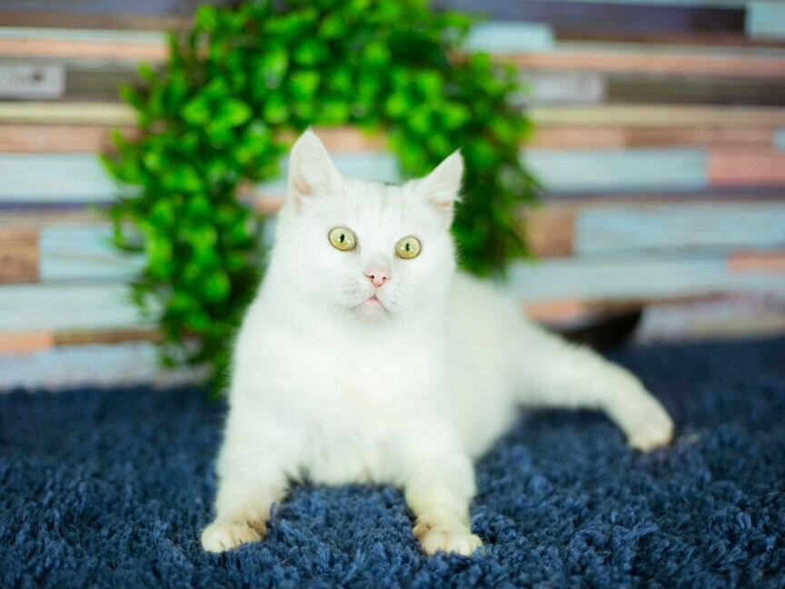 Боря ищет семью, очень спокойный