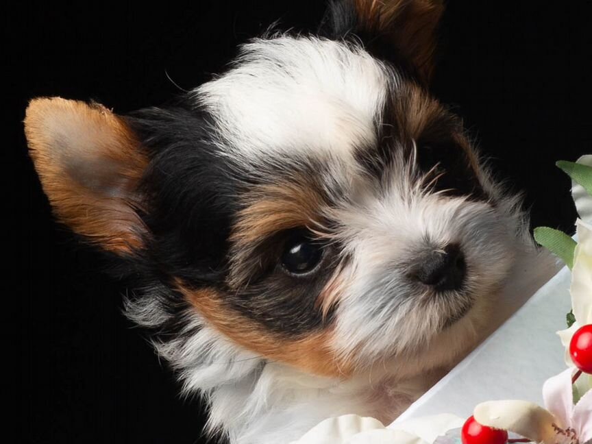 Mini Boy