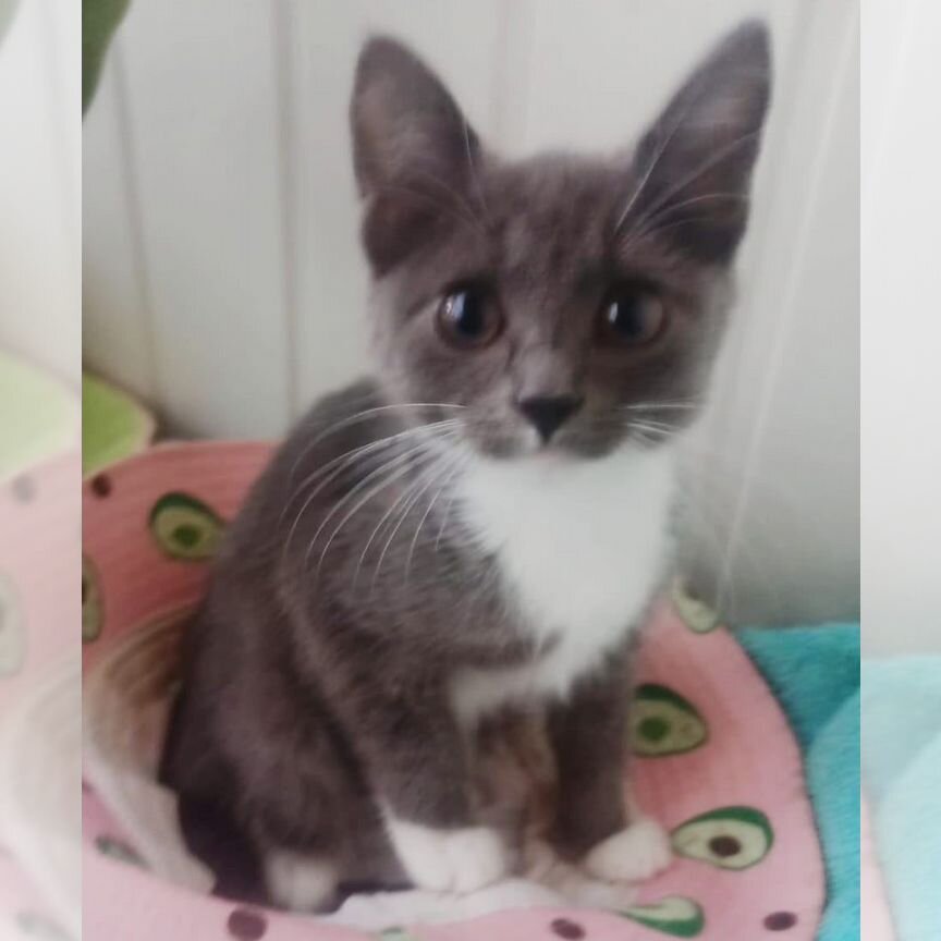 Котёнок в добрые руки
