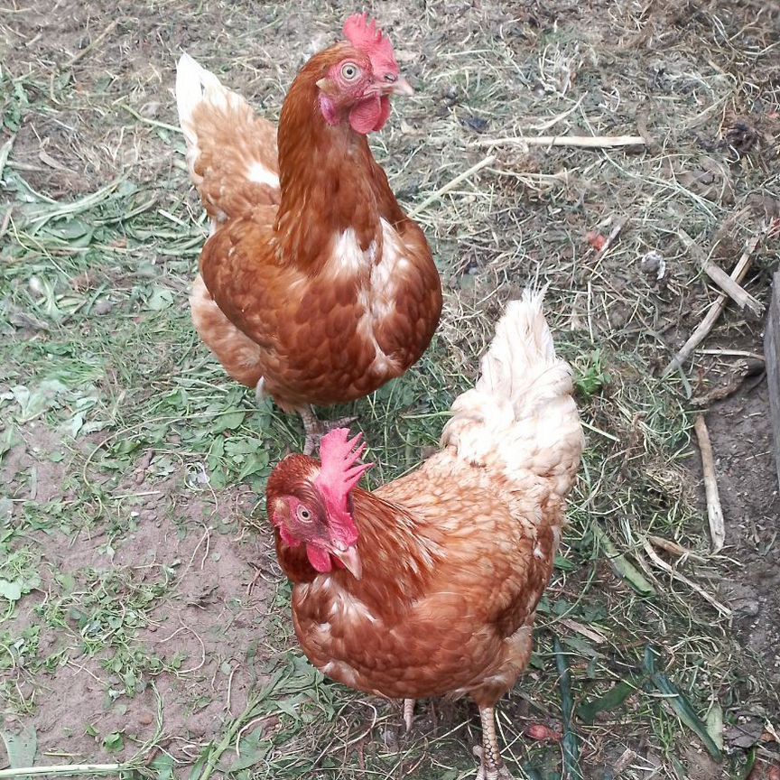 Курицы несушки