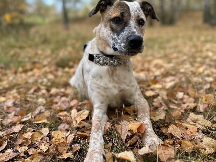 Собака щенок в добрые руки