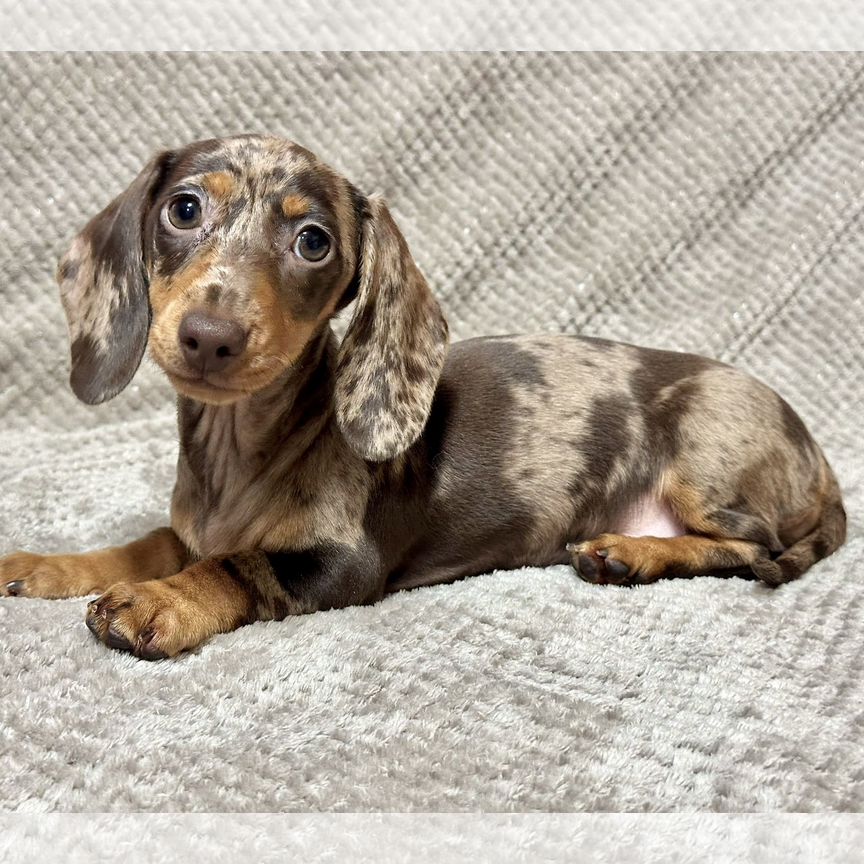 Карликовая такса, щенок