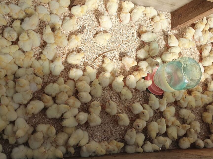 Цыплята -Броль "испания" кобб/росс