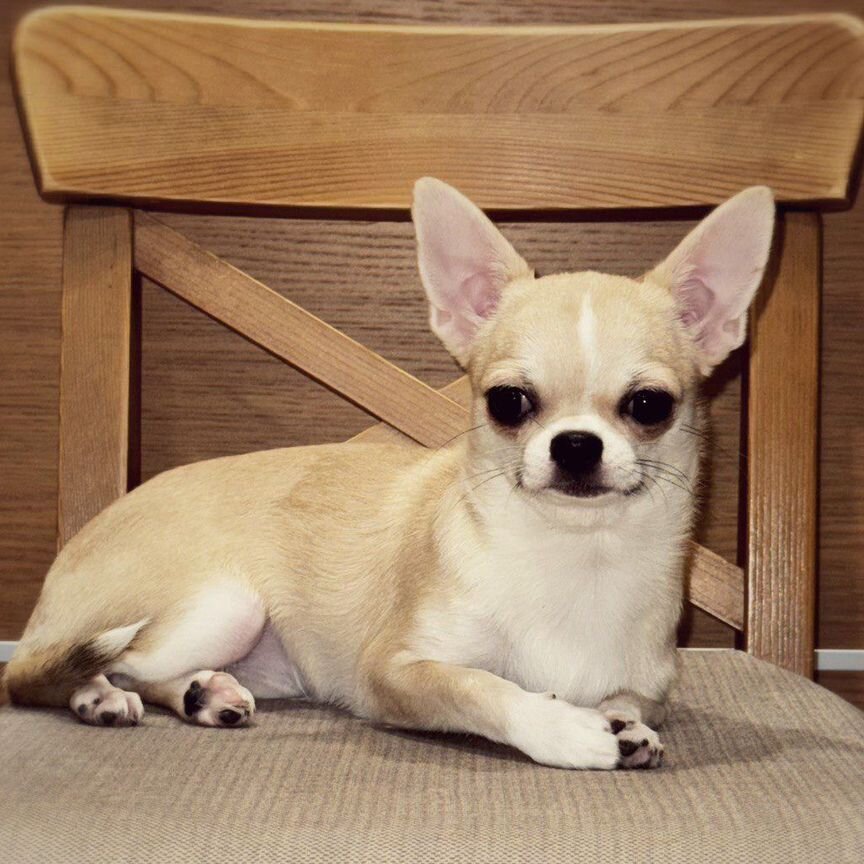 Чихуахуа, щенок