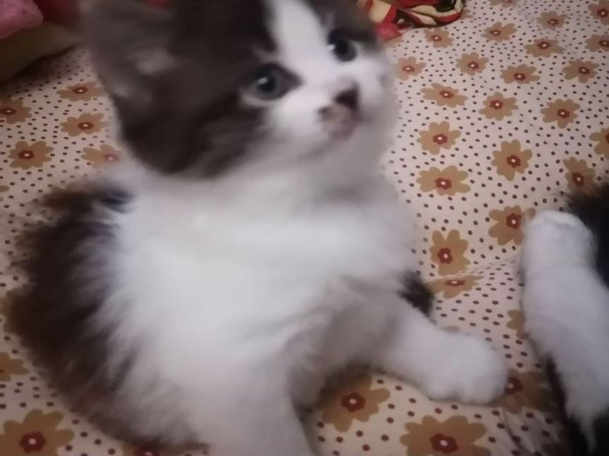 Кошка