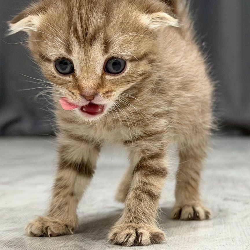 Шотландский вислоухий короткошёрстный котёнок