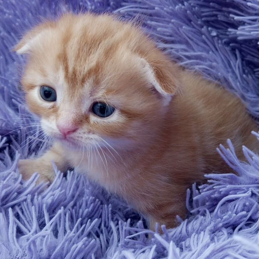 Шотландский вислоухий короткошёрстный котёнок