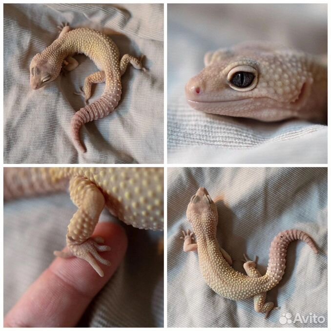 Ручные эублефары