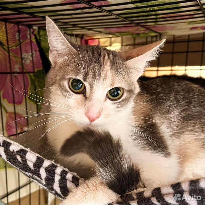 Лика - нежная, теплая, добрая кошка в добрые руки