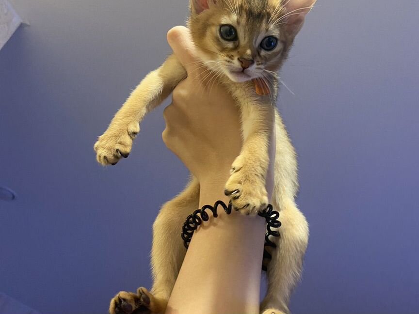 Абиссинские котята