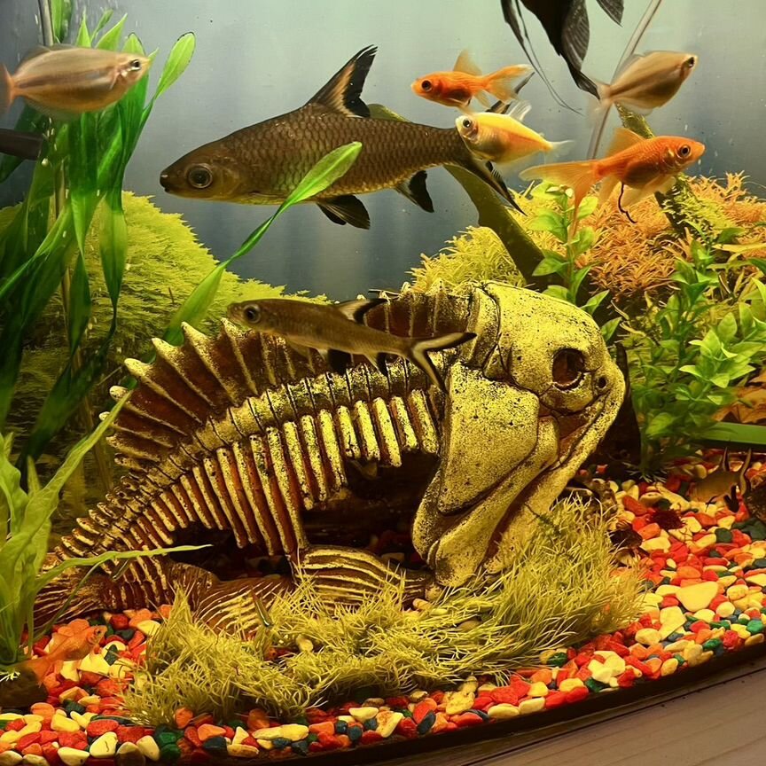 Акулий балу(бала)