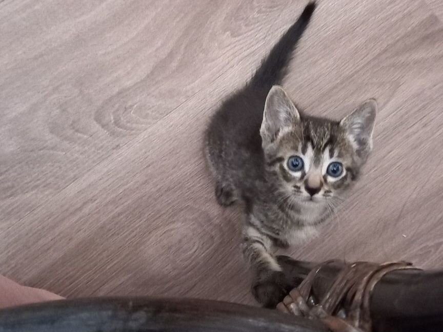 Котёнок от тайской кошки