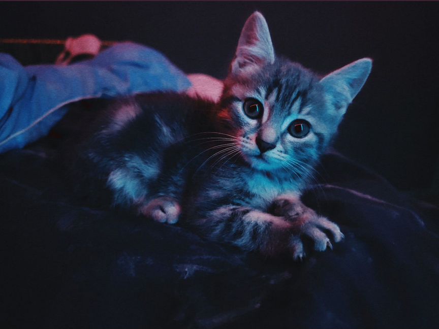 В добрые руки порода скотиш- страйт