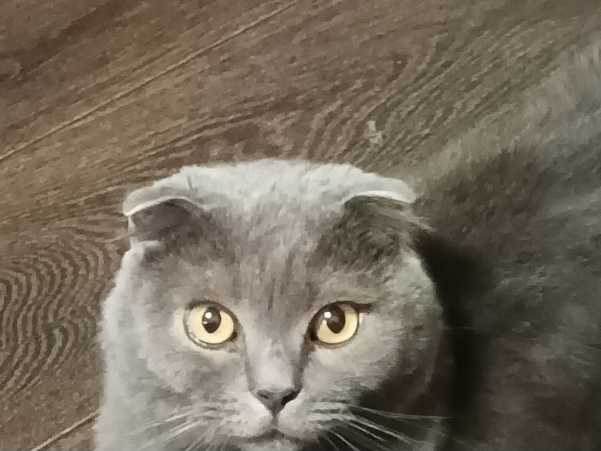 Кот в добрые руки