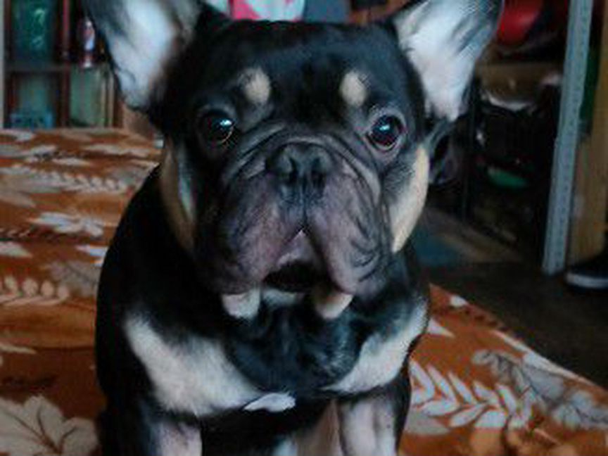 Щенки чмопсики