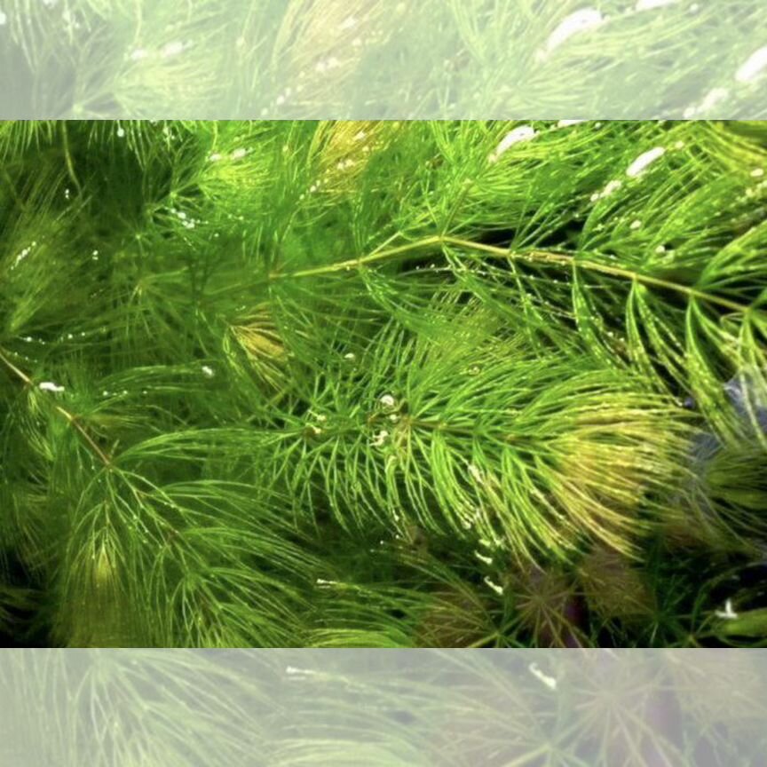 Роголистник в аквариум отдам