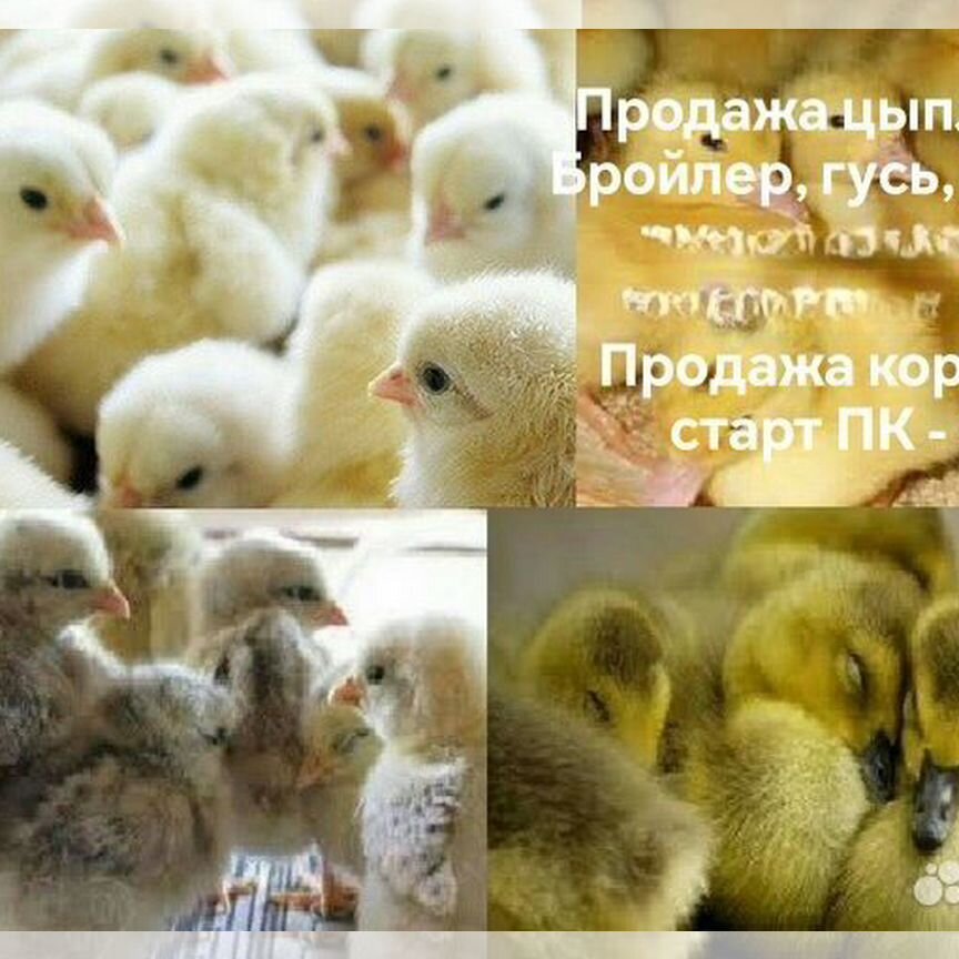 Цыплята бройлеры суточные кобб 500