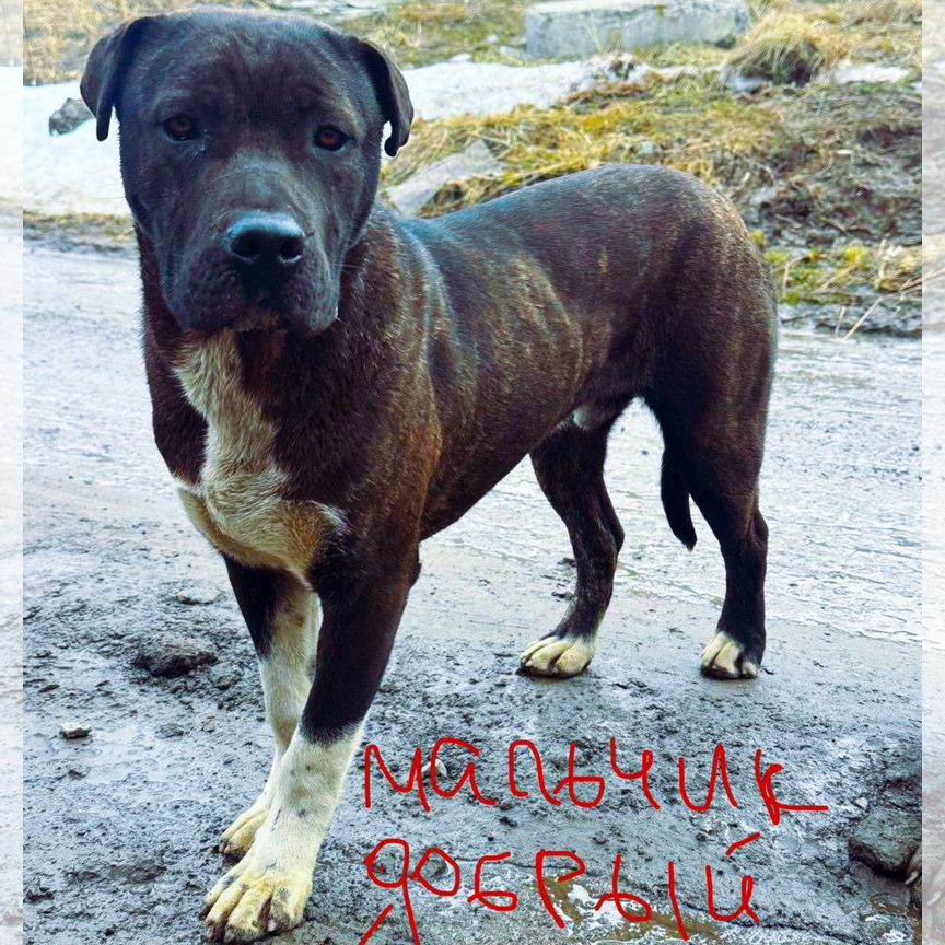 Щенок в добрые руки