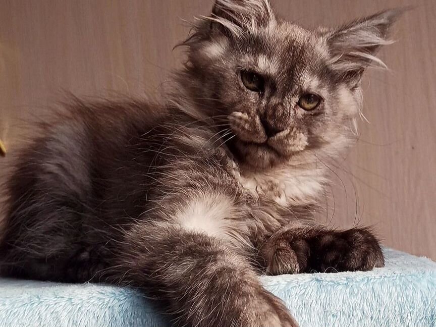 Котёнок мейн-кун полидакт