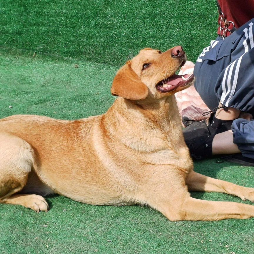 Буся ищет дом