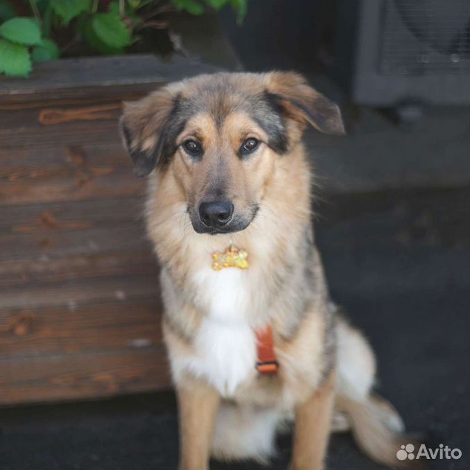 Уникальный красавец Лео с полоской Риджбека