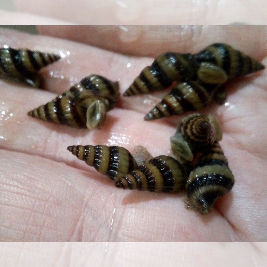 Улитка Хелена