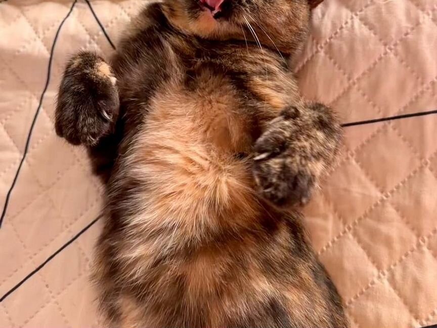 Кошка девочка красотка в добрые руки котенок