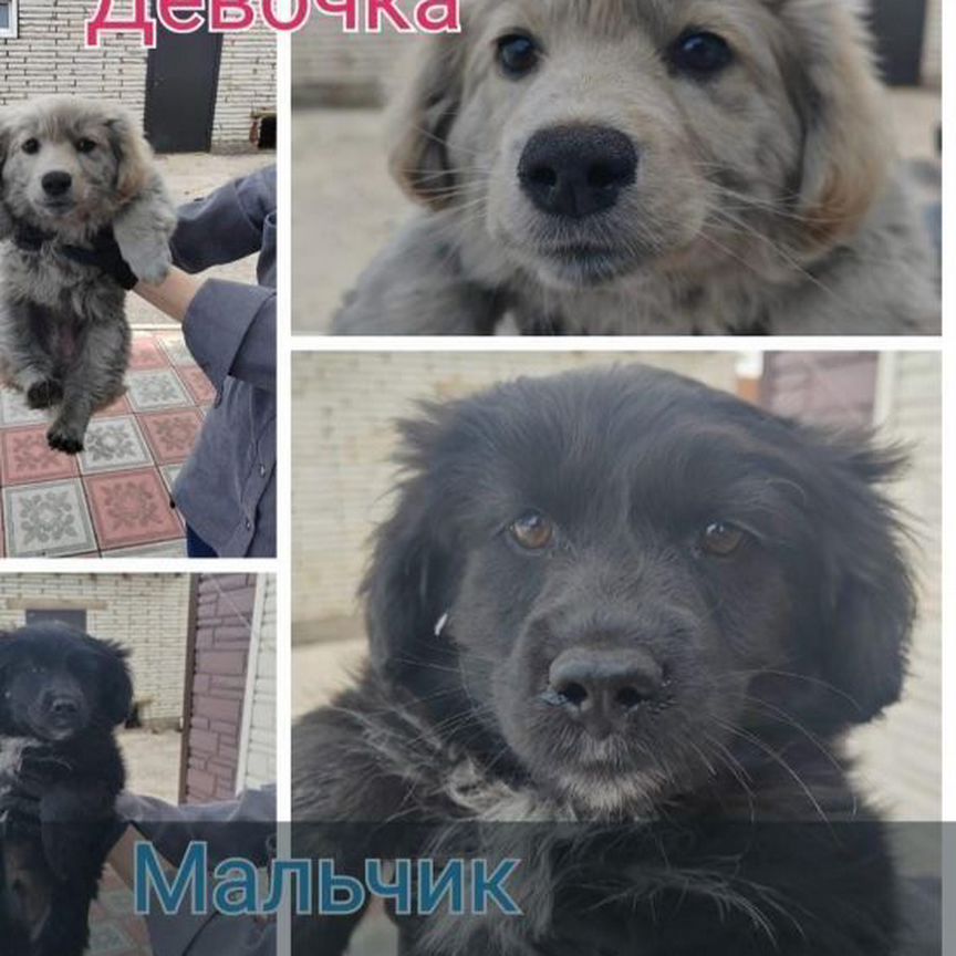 Щенки