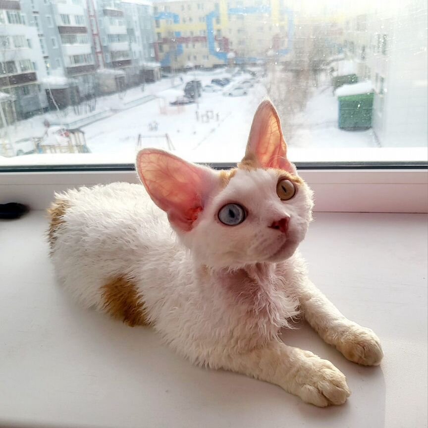 Котенок