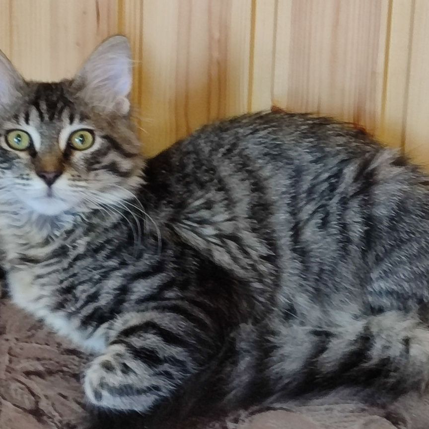 Котëнок в добрые руки
