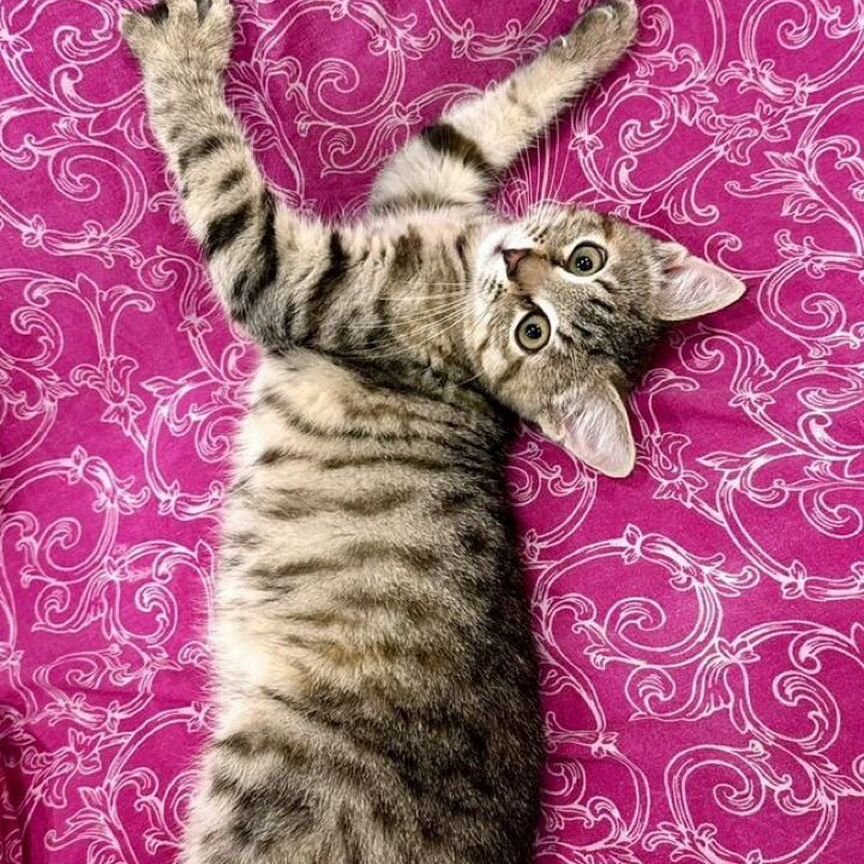 Бенгальская кошка в добрые руки
