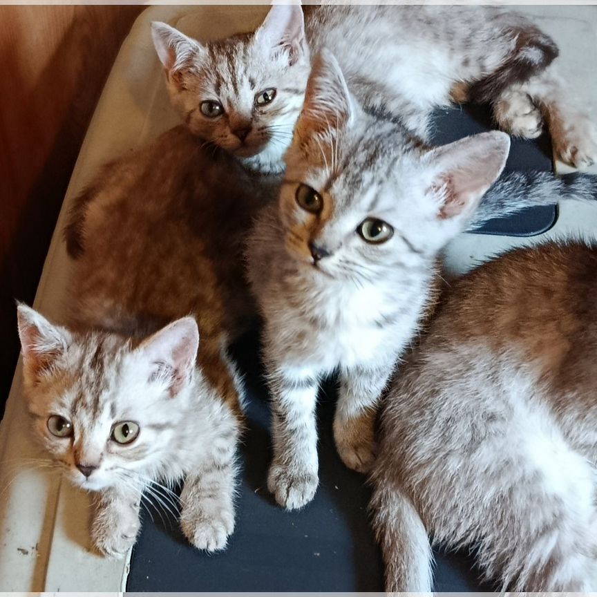 Шотландские прямоухие котята