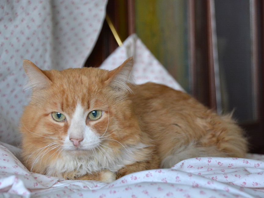 Рыжий Мишка ищет дом