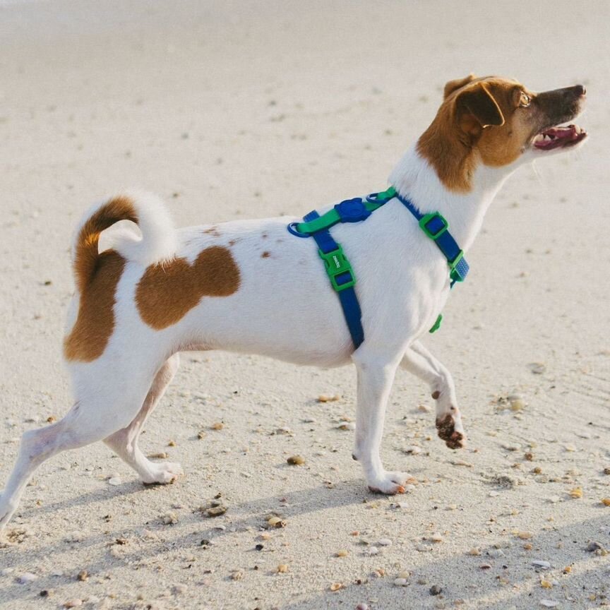 Шлейка zee dog