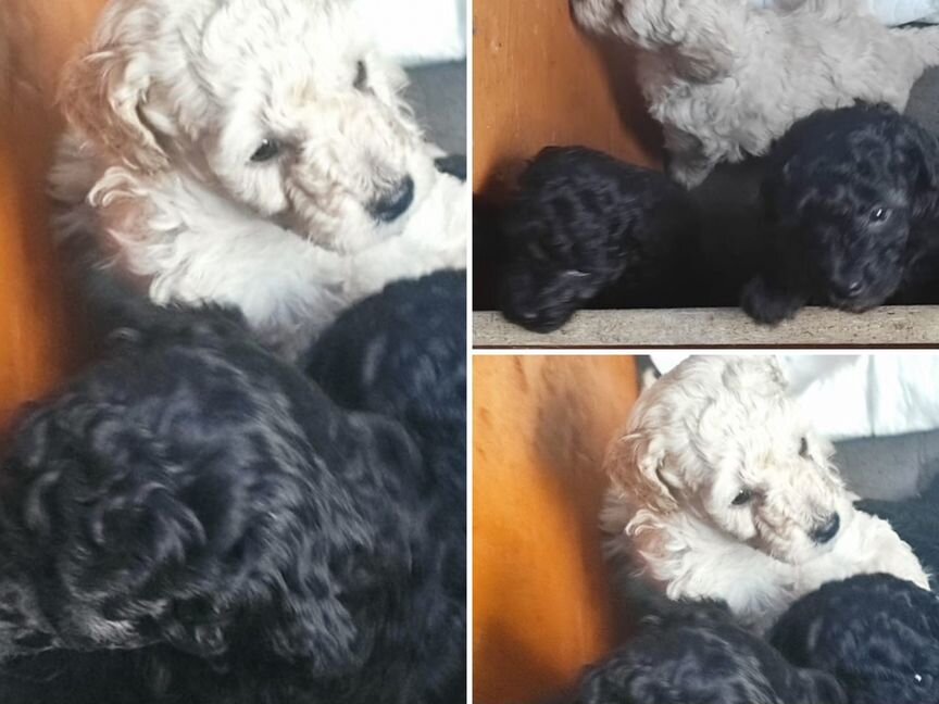 Карликовый пудель