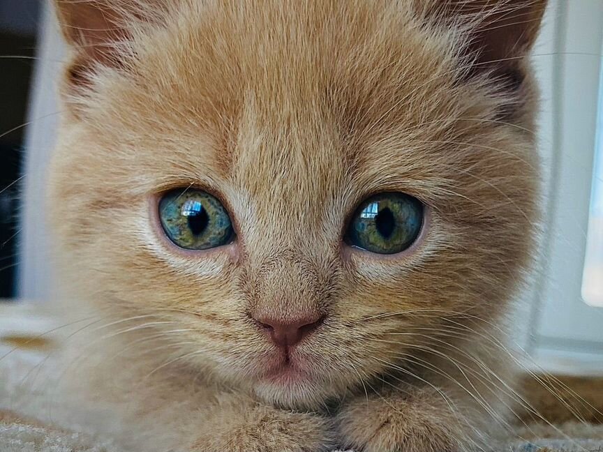 Котята в добрые руки бесплатно