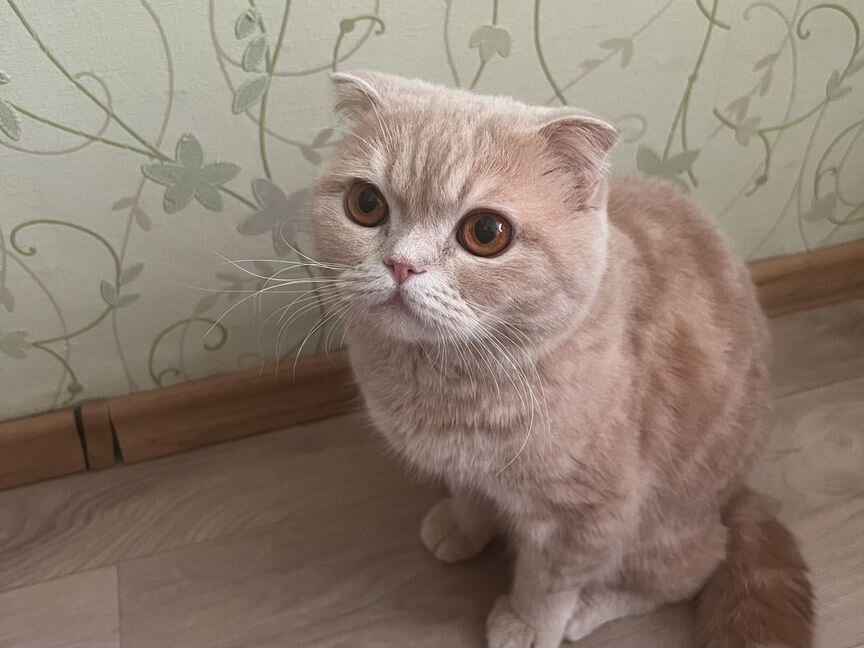 Котик золотой британский