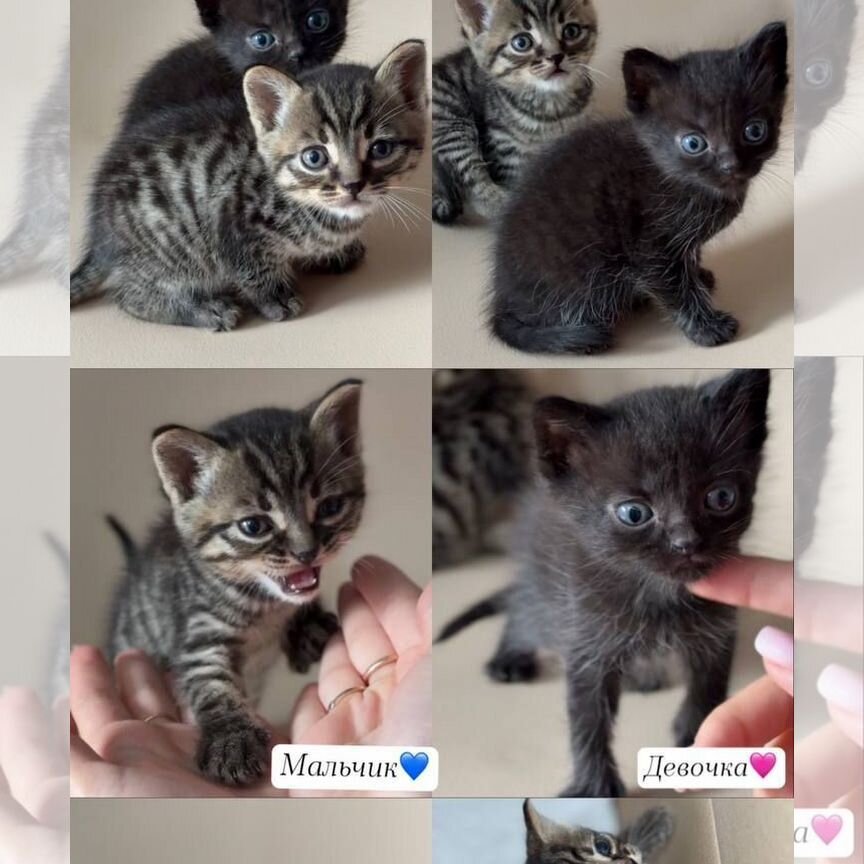 Котята в добрые руки